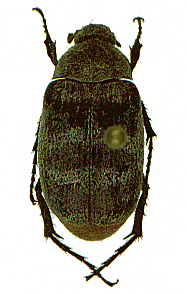 Generic Guide to New World Scarab Beetles-Scarabaeidae-Melolonthinae-Macrodactylini-Isonychus